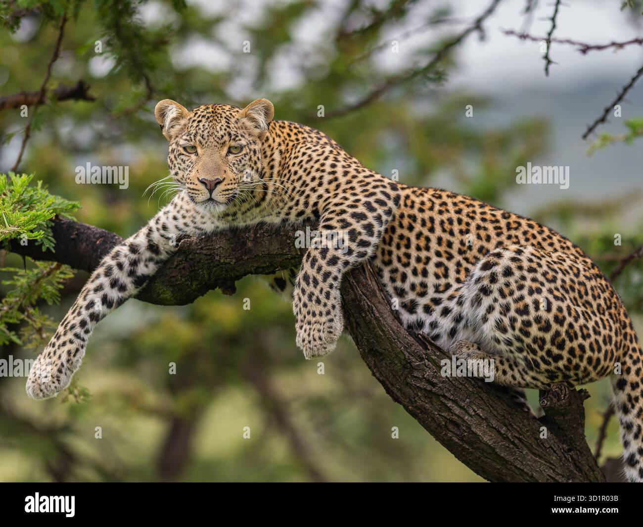 leopards in the Masai Mara game reserve, Kenya, Africa Stock Photo - Alamy