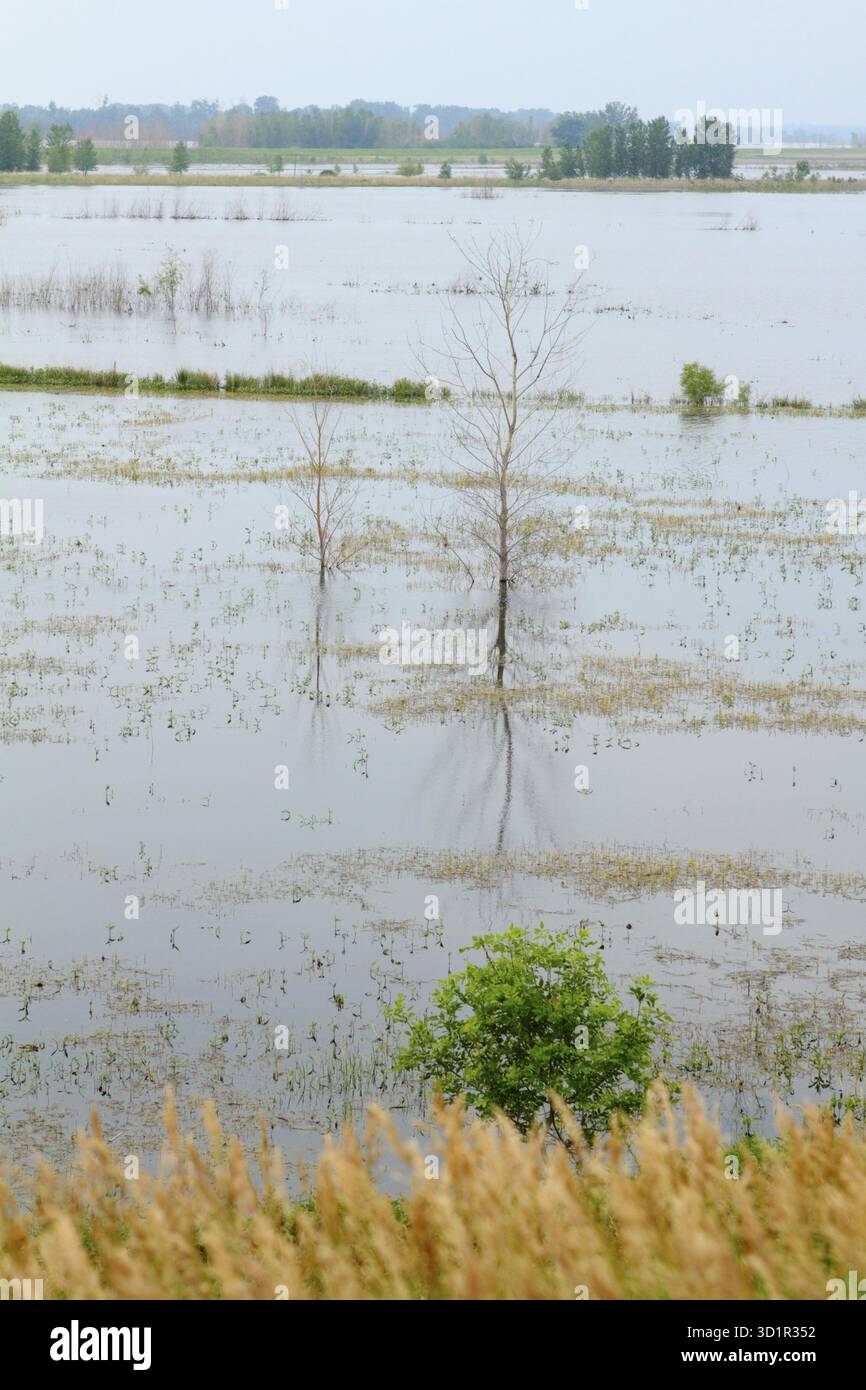 Trees and roads covered with flood water Stock Photo - Alamy