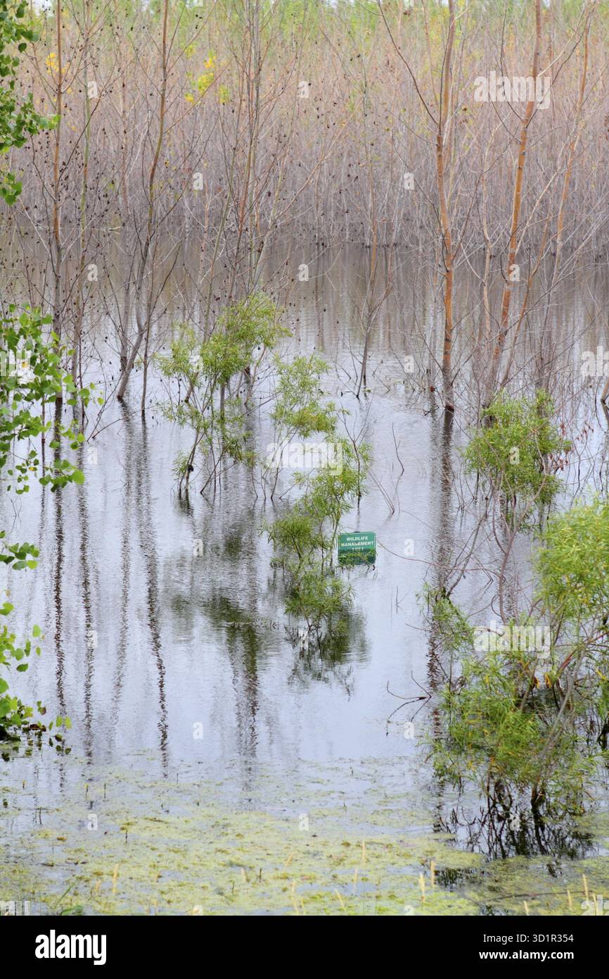 Trees and roads covered with flood water Stock Photo - Alamy
