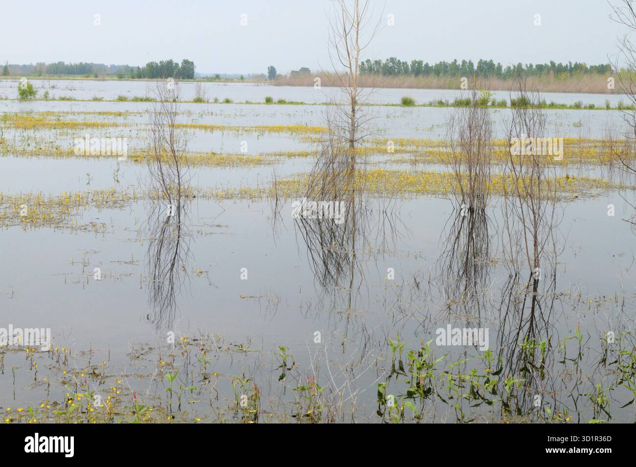 Trees and roads covered with flood water Stock Photo - Alamy