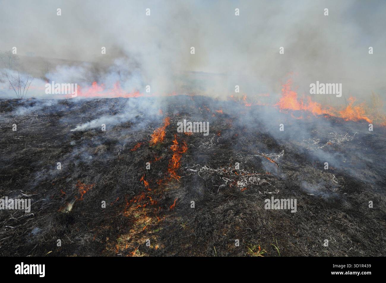 Prescribed prairie burn on the Great Plains in Nebraska Stock Photo - Alamy