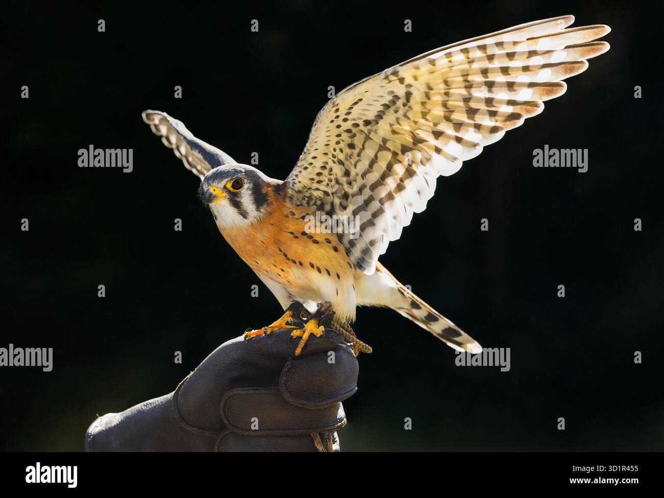 American Kestrel (Falco sparverius) Spreads Wings on Fist of Falconer ...