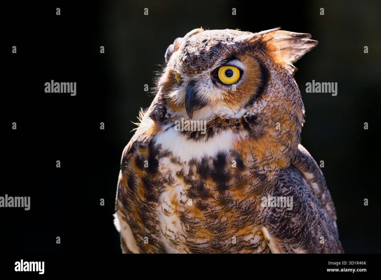 Backlit Great Horned Owl (Bubo virginianus) Head Reared Back - captive ...