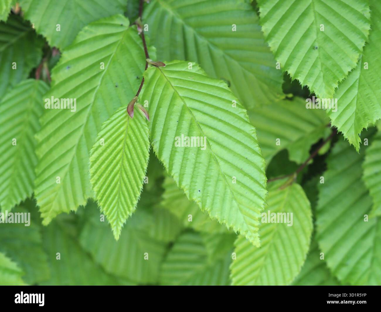 Green leaves of common hornbeam, Carpinus betulus Stock Photo - Alamy