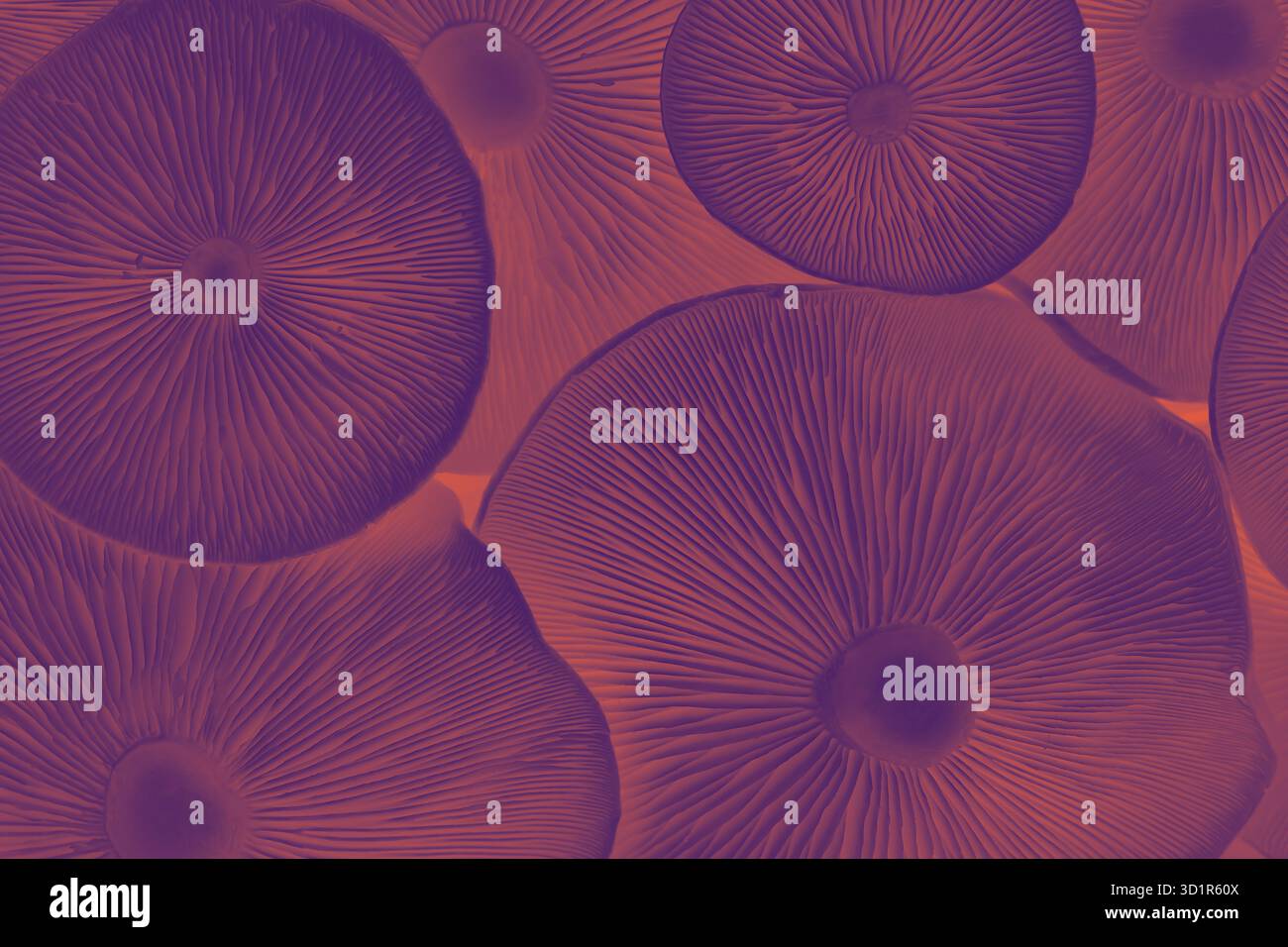Digitally processed macro of inverted wild mushroom caps in purple-red ...