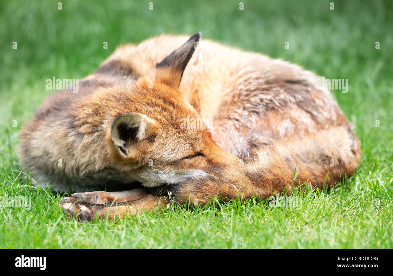 Red fox sleeping curled up, eyes closed and tail wrapped around its ...