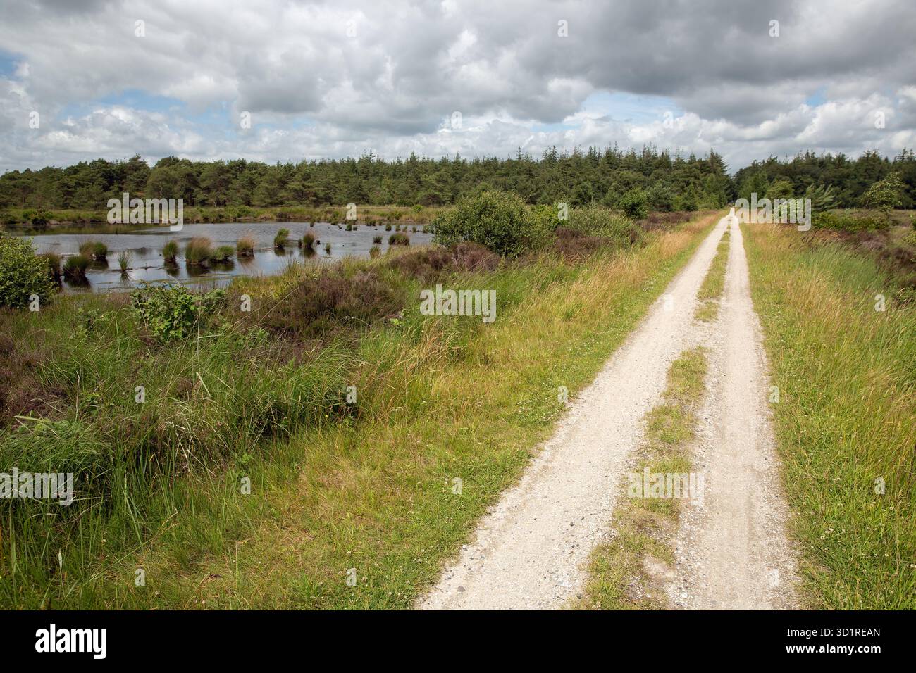 Cycle path in Dutch national park with forest and wetlands Stock Photo ...