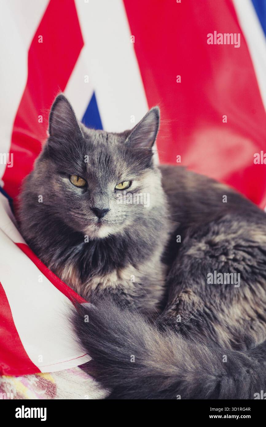 Cat resting on a Union jack flag Stock Photo - Alamy