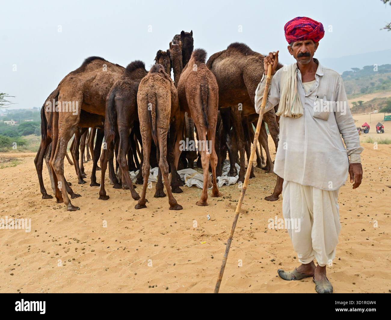 Annual Camel Fair in Pushkar, shows thousands of livestock traders from ...