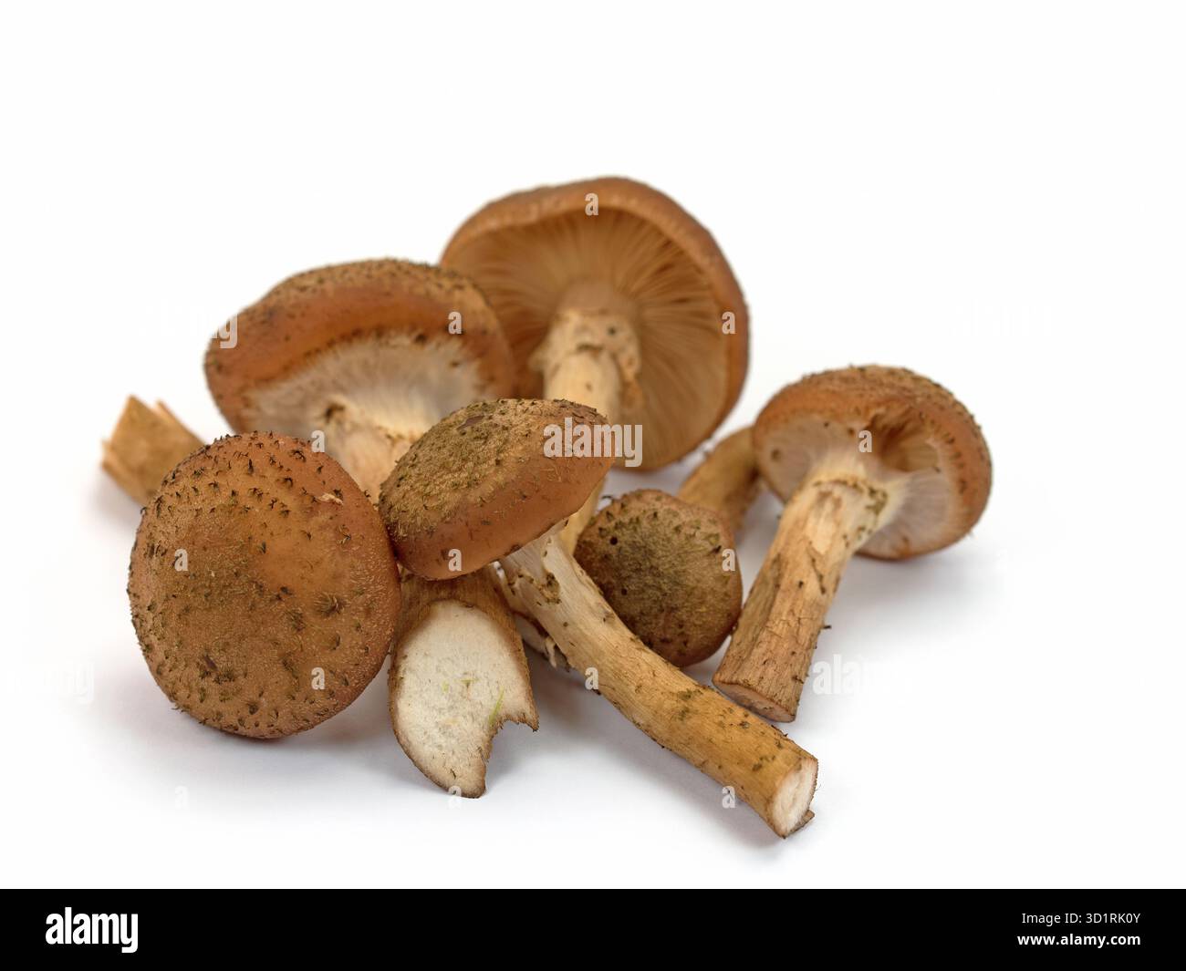 Fruit bodies of honey mushroom, Armillaria, in a close-up Stock Photo ...