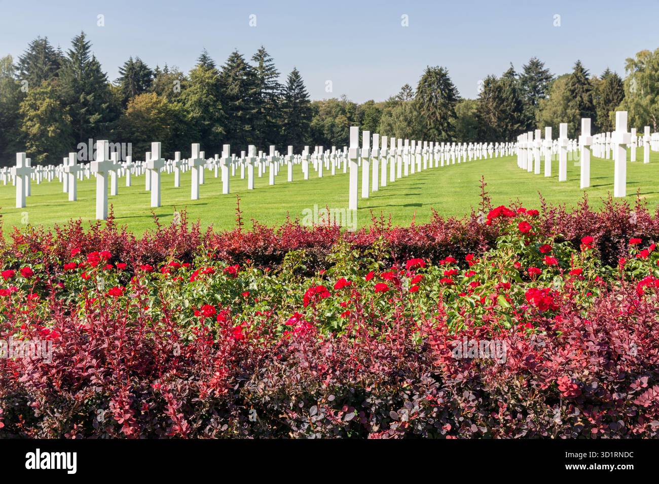 American WW2 Cemetery with rose bush and headstones of 5073 buried ...
