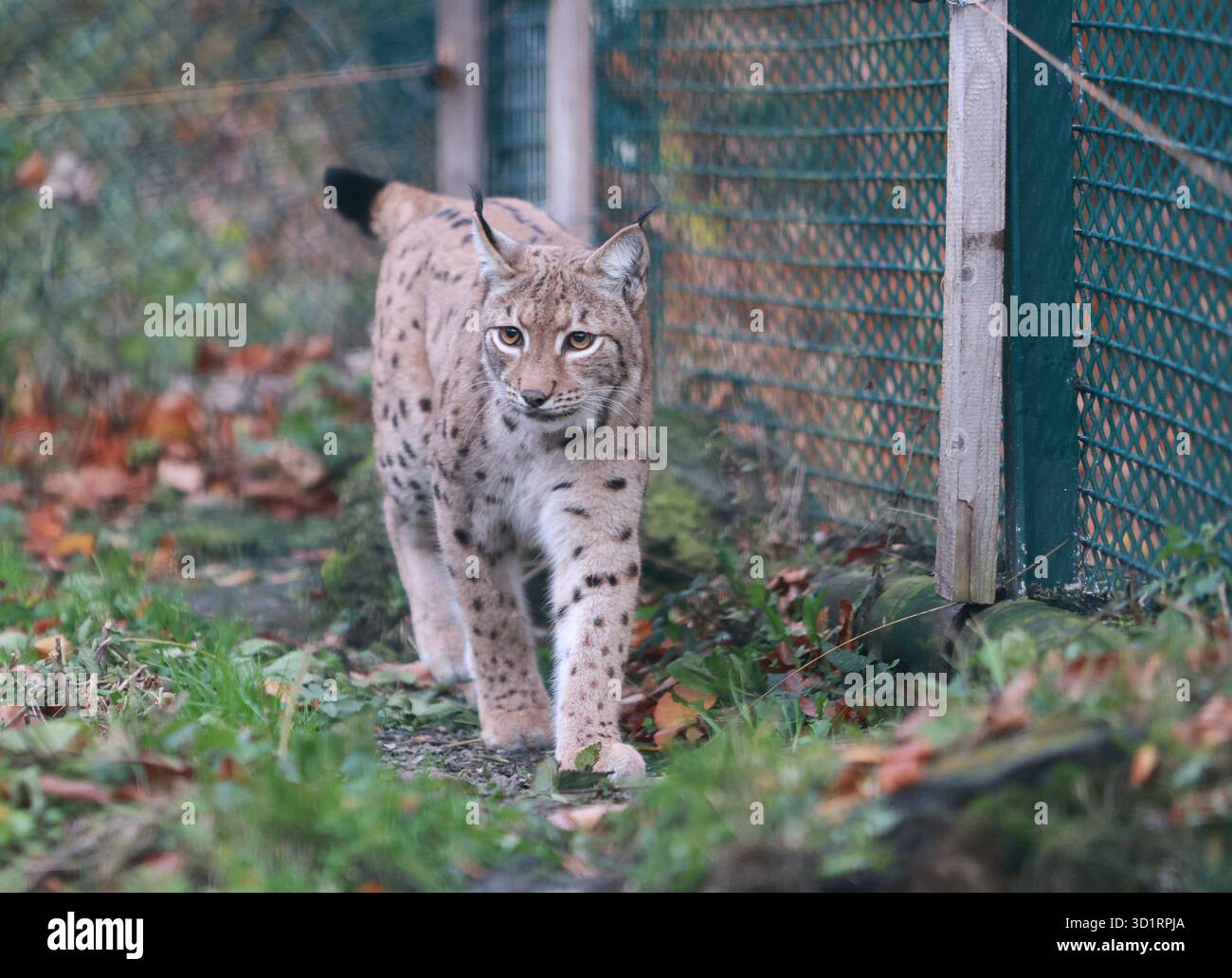 29 October 2025, Lower Saxony, Bad Harzburg: Lynx Rikki goes to a ...