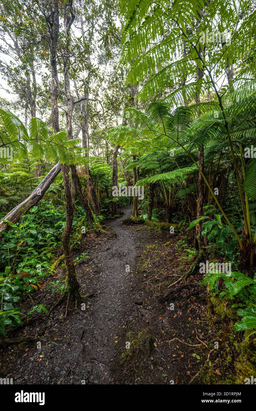 Makaula hi-res stock photography and images - Alamy