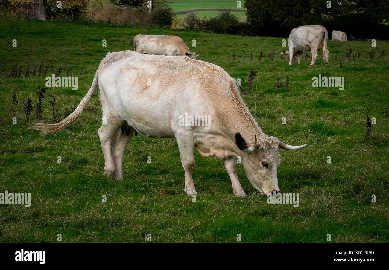 White Park cattle are a rare breed and probably the most ancient cattle ...