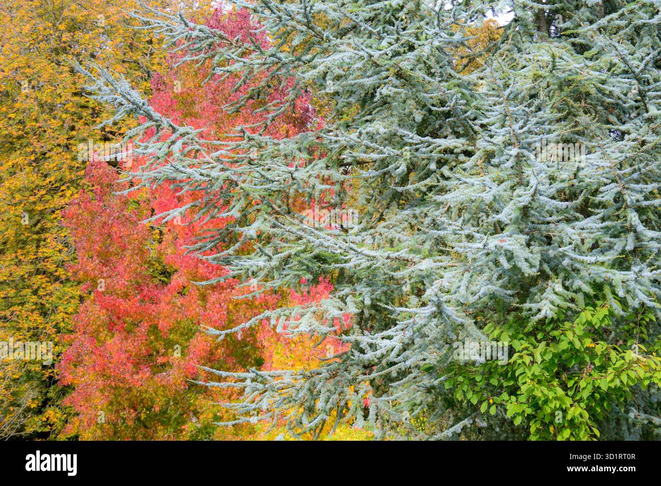 Autumn colours on show in the grounds of Leeds Castle in Kent in the ...