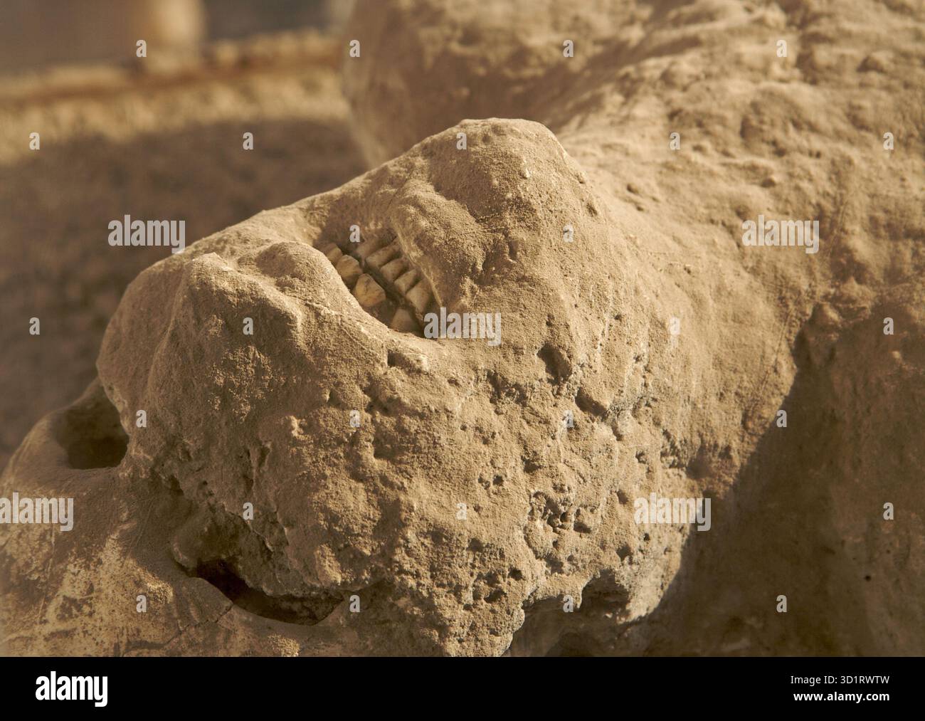 Ancient Human Remains In Pompei Italy Stock Photo - Alamy