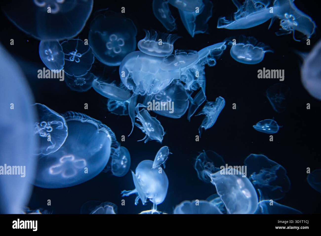 A bloom of exotic moon jellyfish swim in the ocean. Black background ...