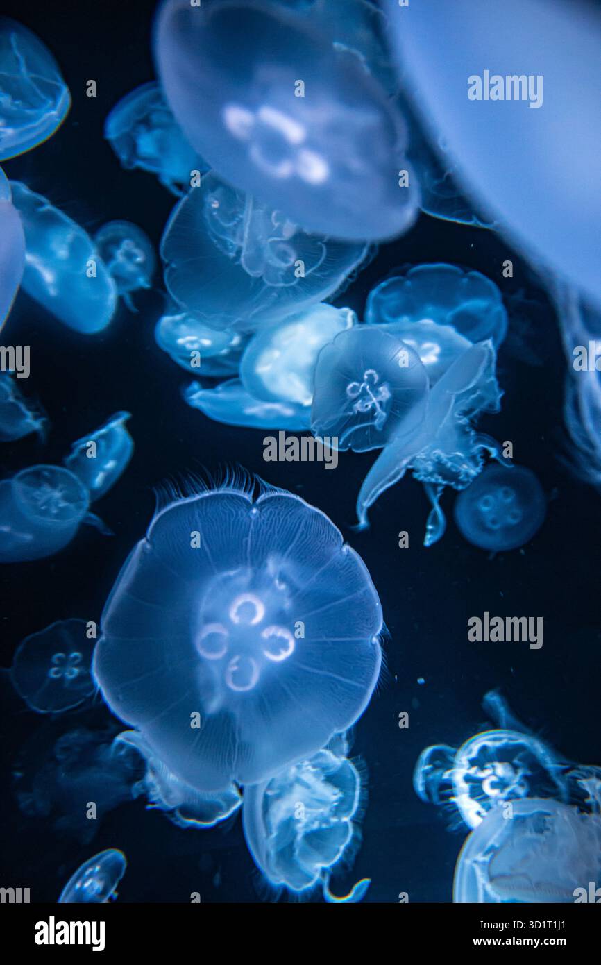 Bloom jellyfish aurelia aurita hi-res stock photography and images - Alamy