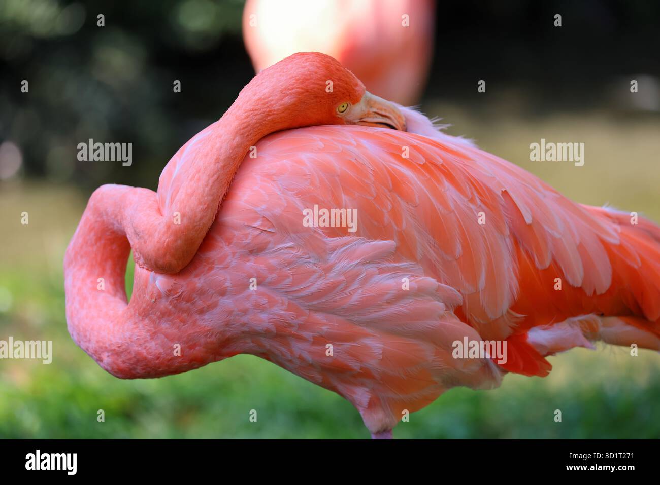 Bird resting on one leg hi-res stock photography and images - Alamy