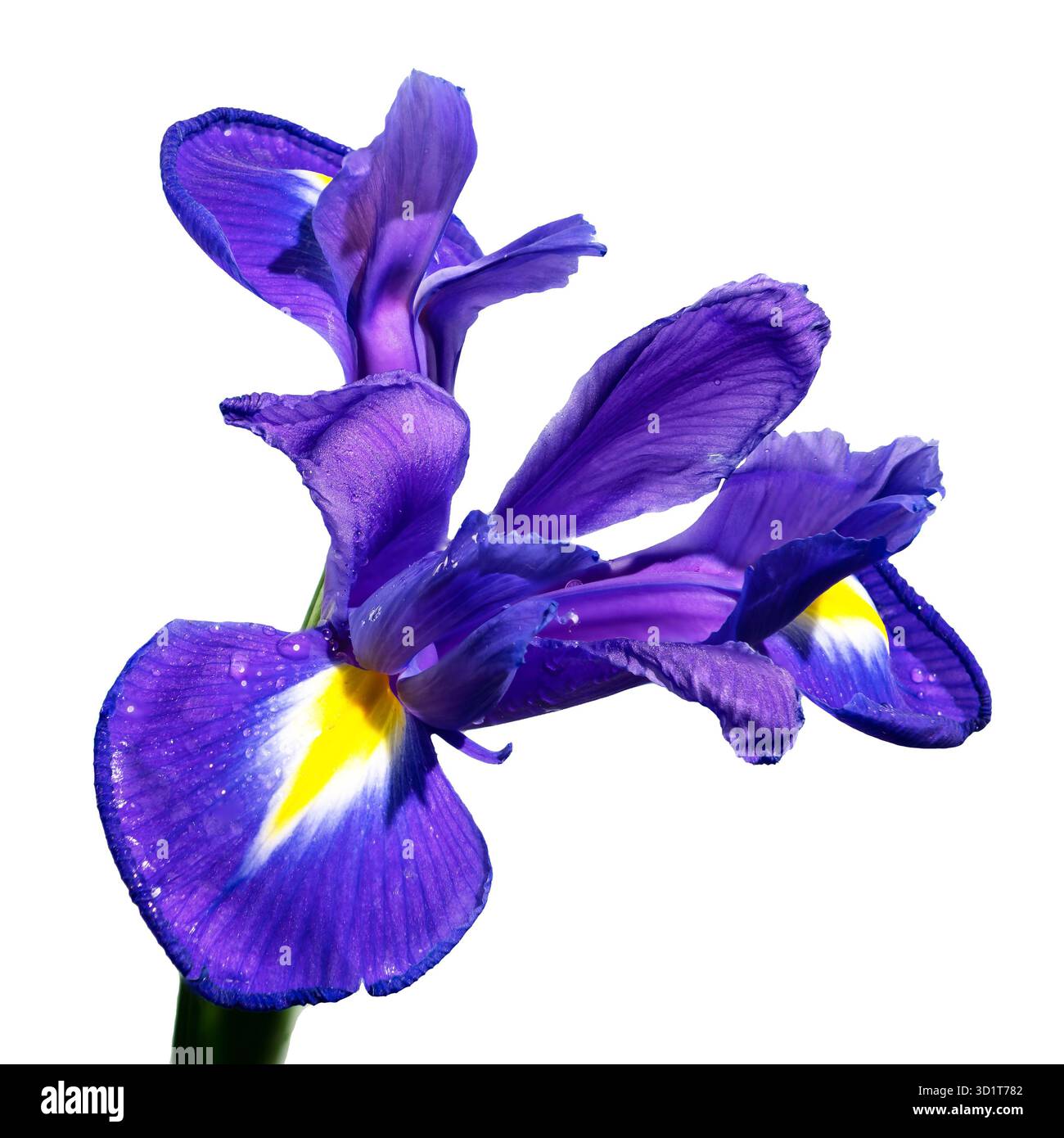 White iris on background Cut Out Stock Images & Pictures - Alamy