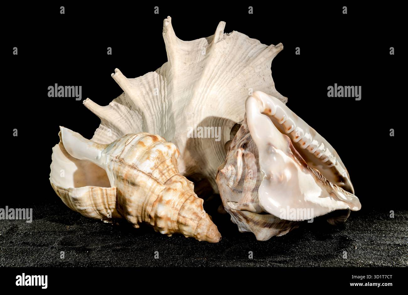 Still life big seashells hi-res stock photography and images - Alamy