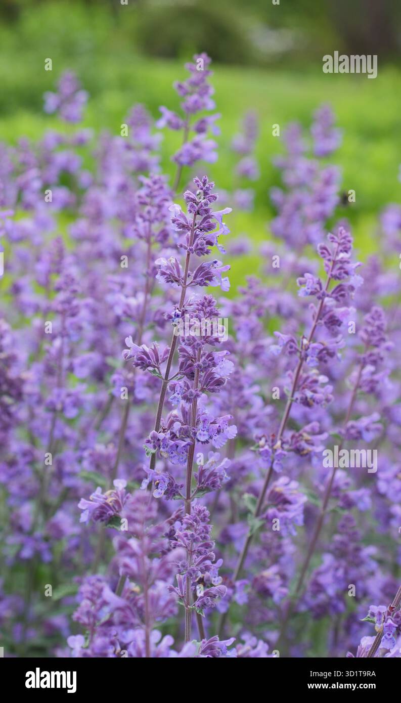 Nepeta racemosa 'Walker's Low' dwarf catmint, aromatic perennial ...