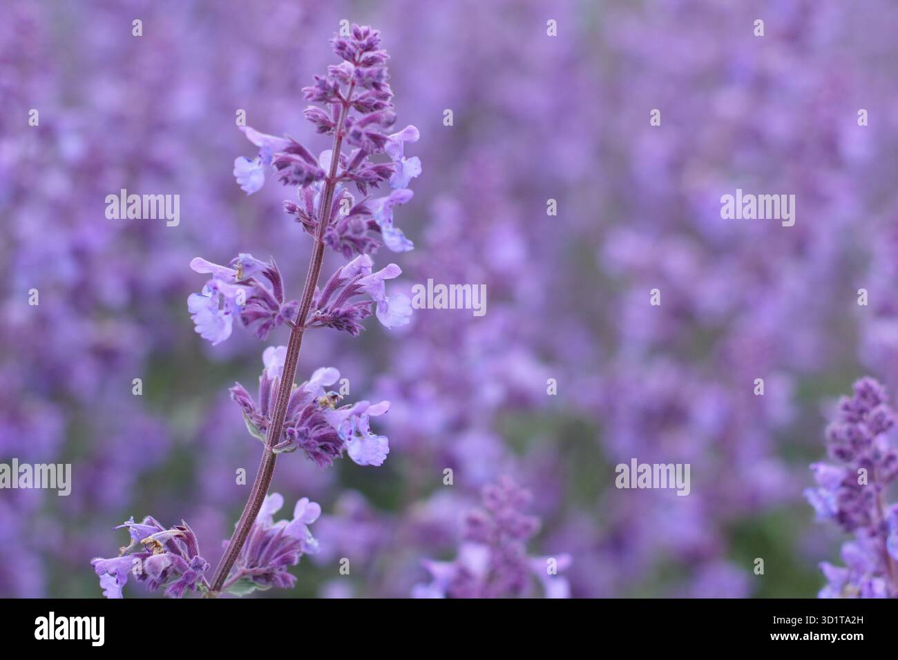 Nepeta. Catmont. Nepeta racemosa 'Walker's Low' dwarf catmint, aromatic ...