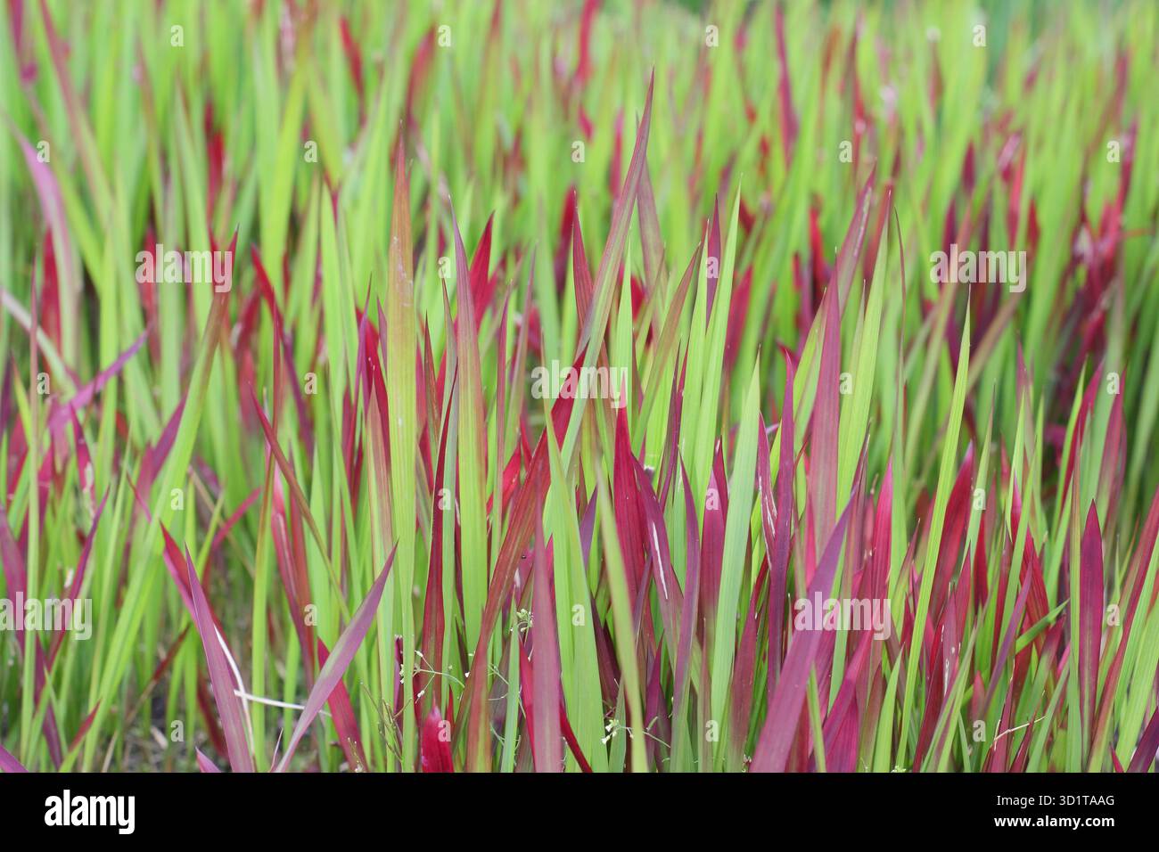 Imperata cylindrica 'Rubra', a perennial ornamental grass with vibrant ...