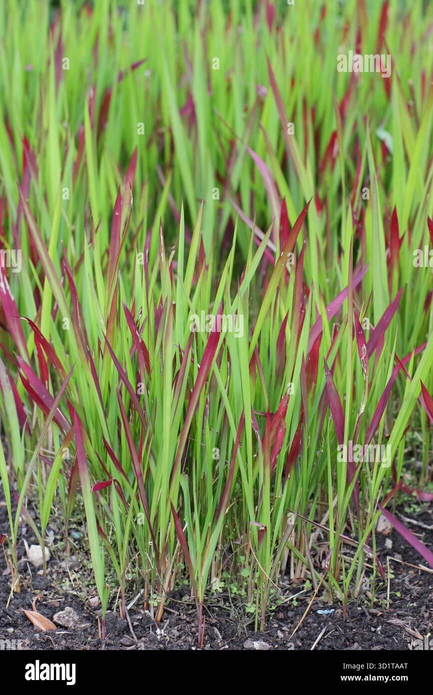 Imperata cylindrica 'Rubra', a perennial ornamental grass with vibrant ...