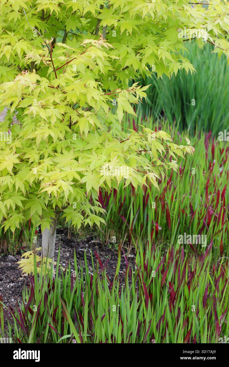 Underplant hi-res stock photography and images - Alamy