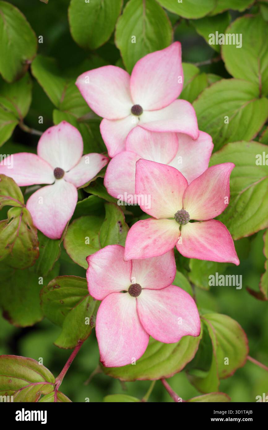 Cornus. Ornamental dogwood Cornus kousa 'Miss Satomi' shrub displaying ...