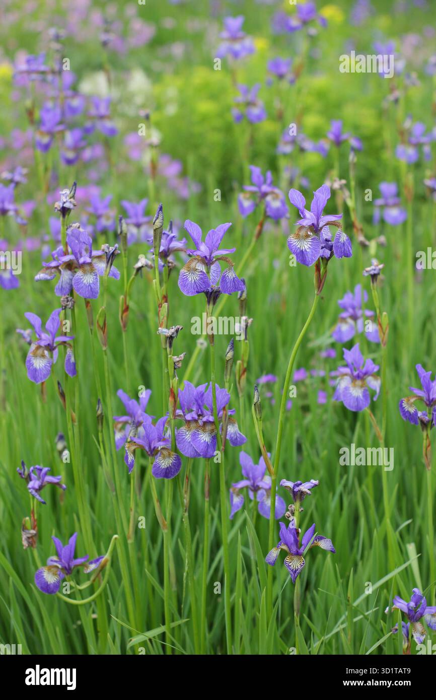 Naturalistic drift planting with iris and bistort (persicaria) in an ...