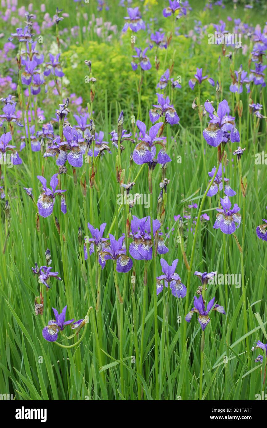 Naturalistic drift planting with iris and bistort (persicaria) in an ...