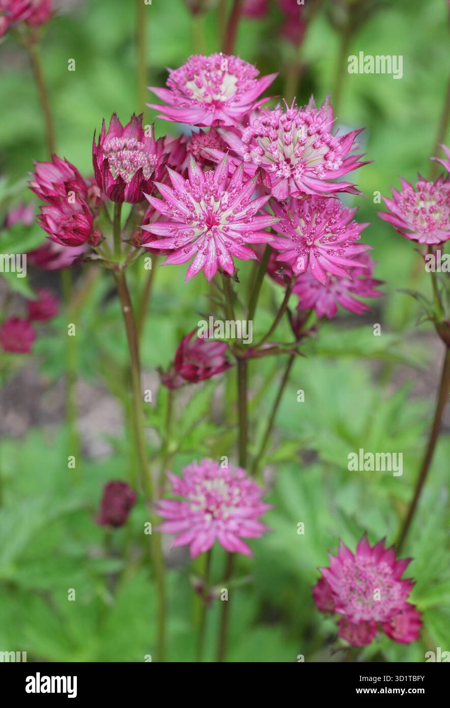 Astrantia major Ruby Star. Starry deep red flowers of Astrantia Ruby ...