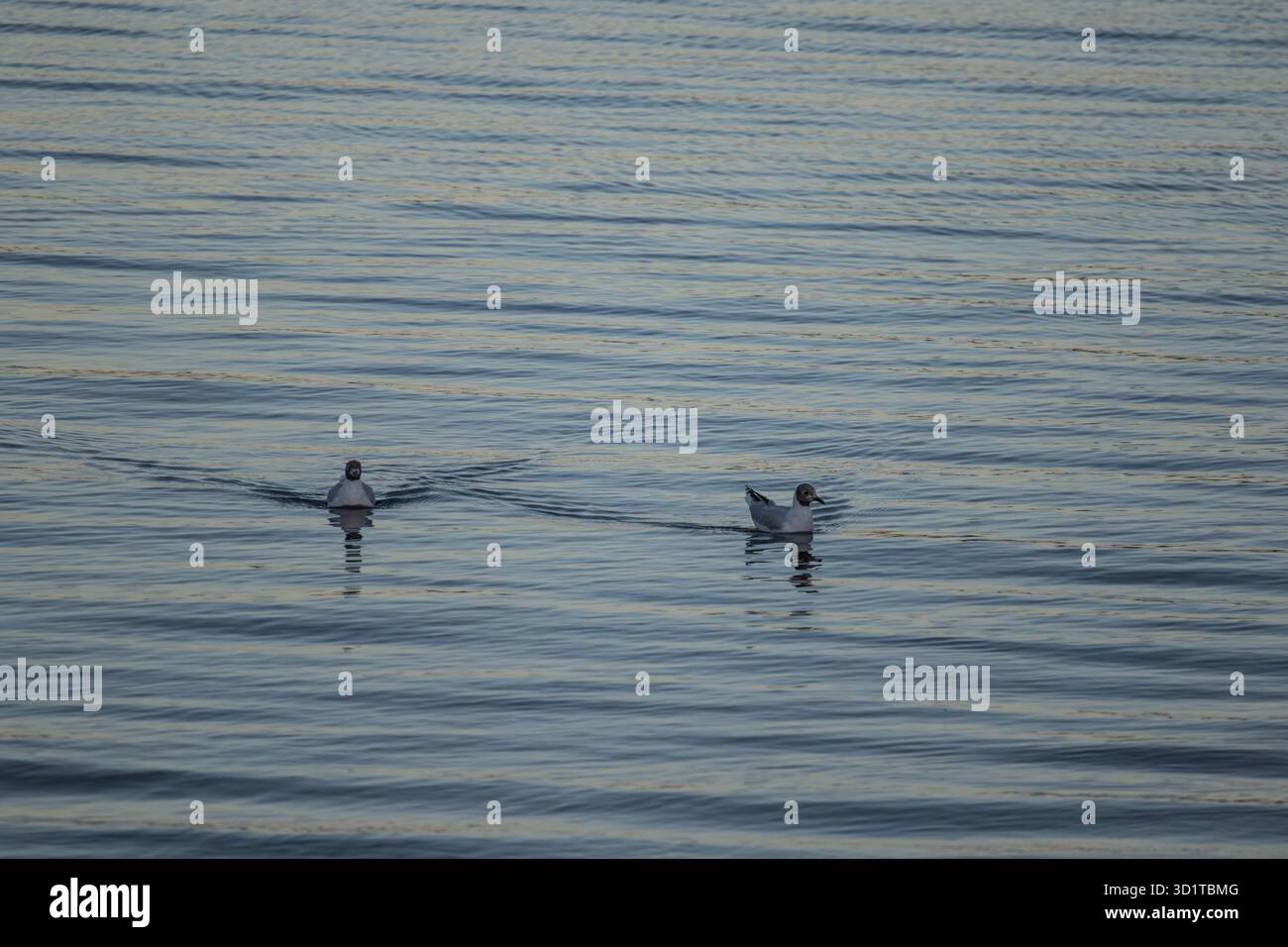 Four ducks gracefully swimming hi-res stock photography and images - Alamy