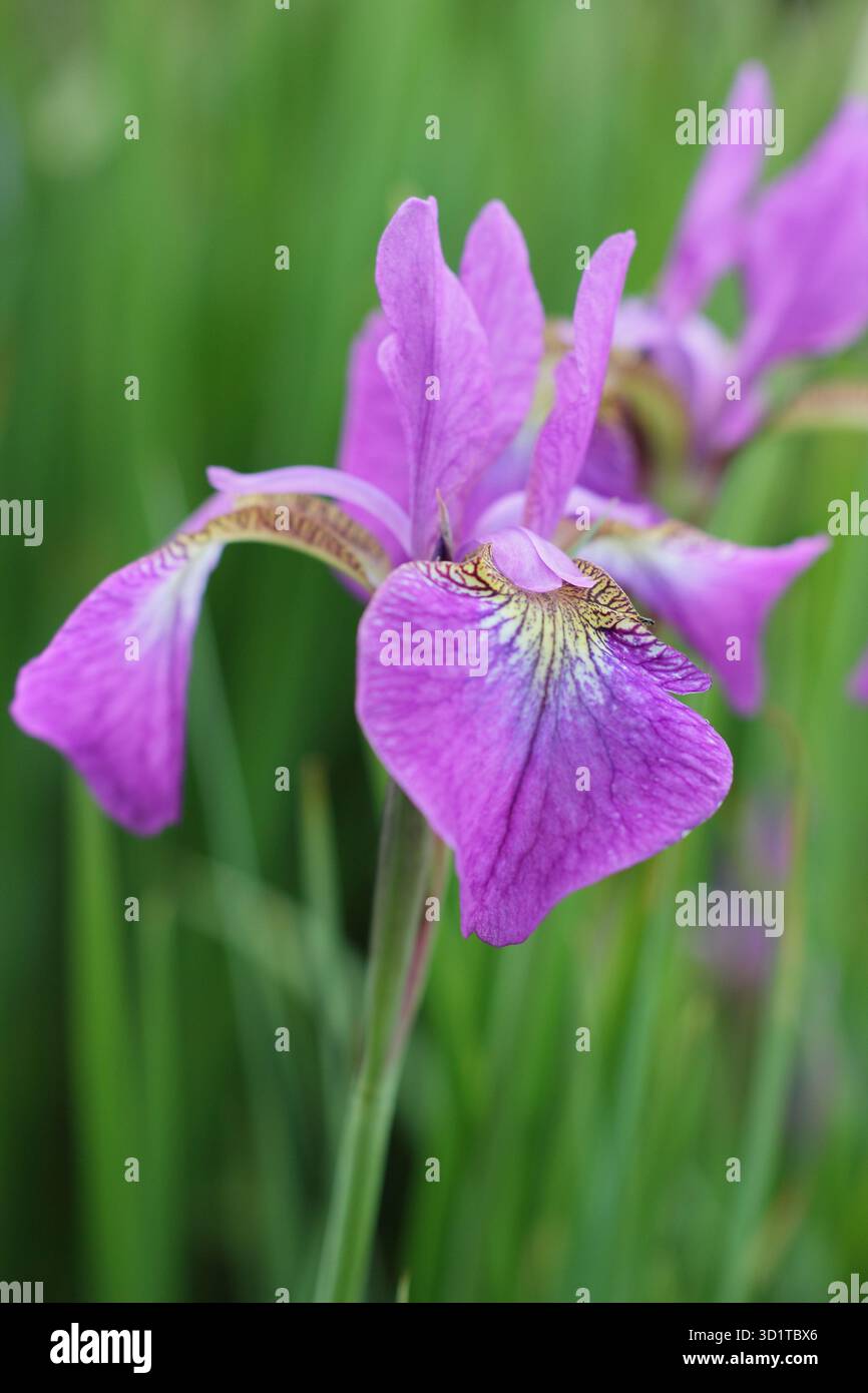 Siberian iris Sparkling Rose, Iris sibirica Sparkling Rose displaying characteristic rosy pink ...
