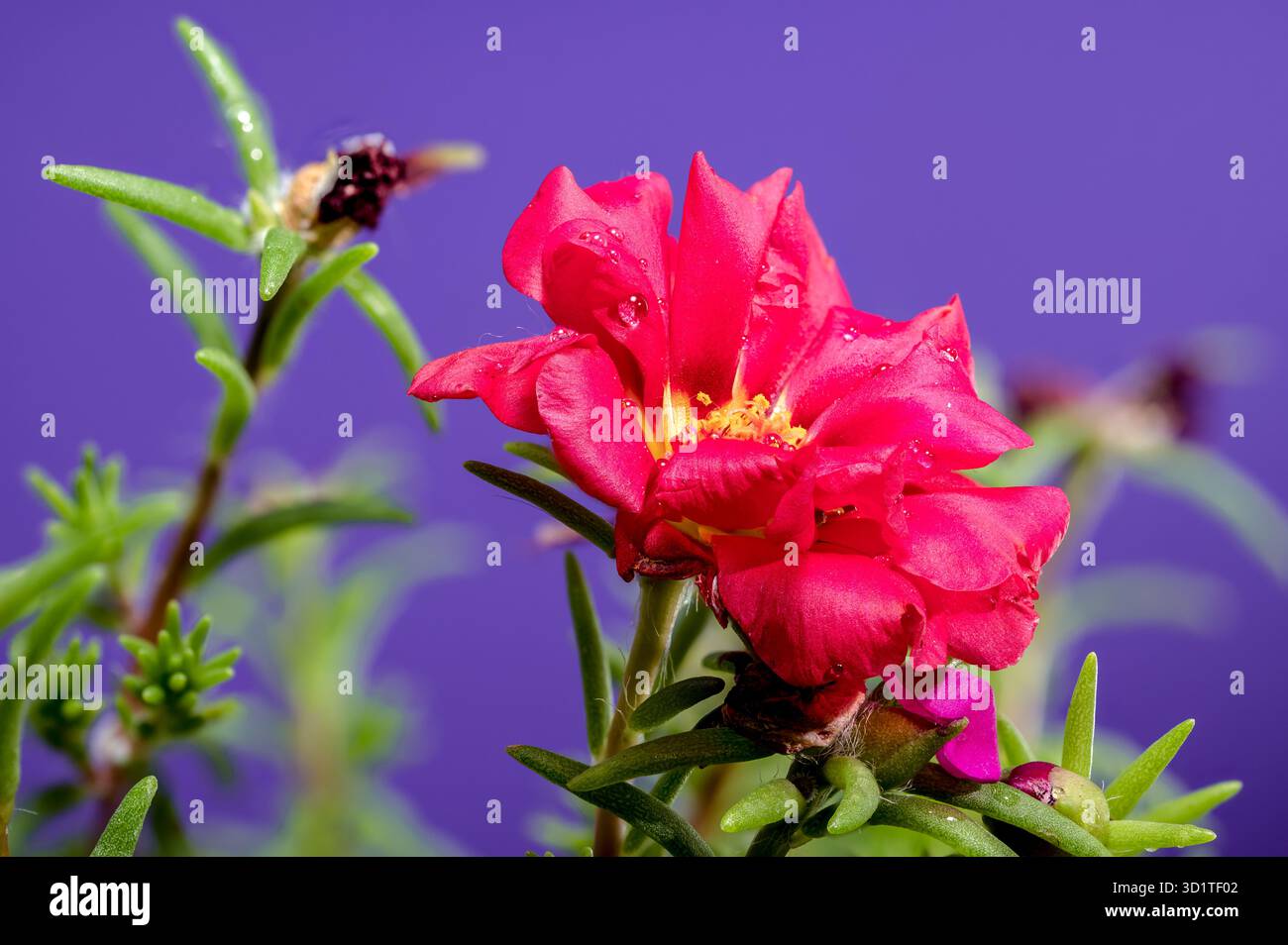 Blooming red Portulaca grandiflora on a purple background Stock Photo ...