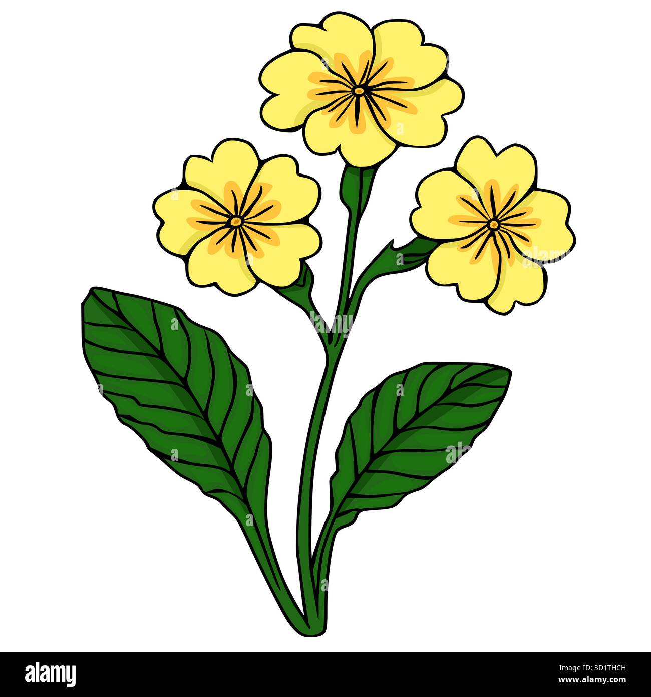 Primrose on a green background Stock Vector Images - Alamy