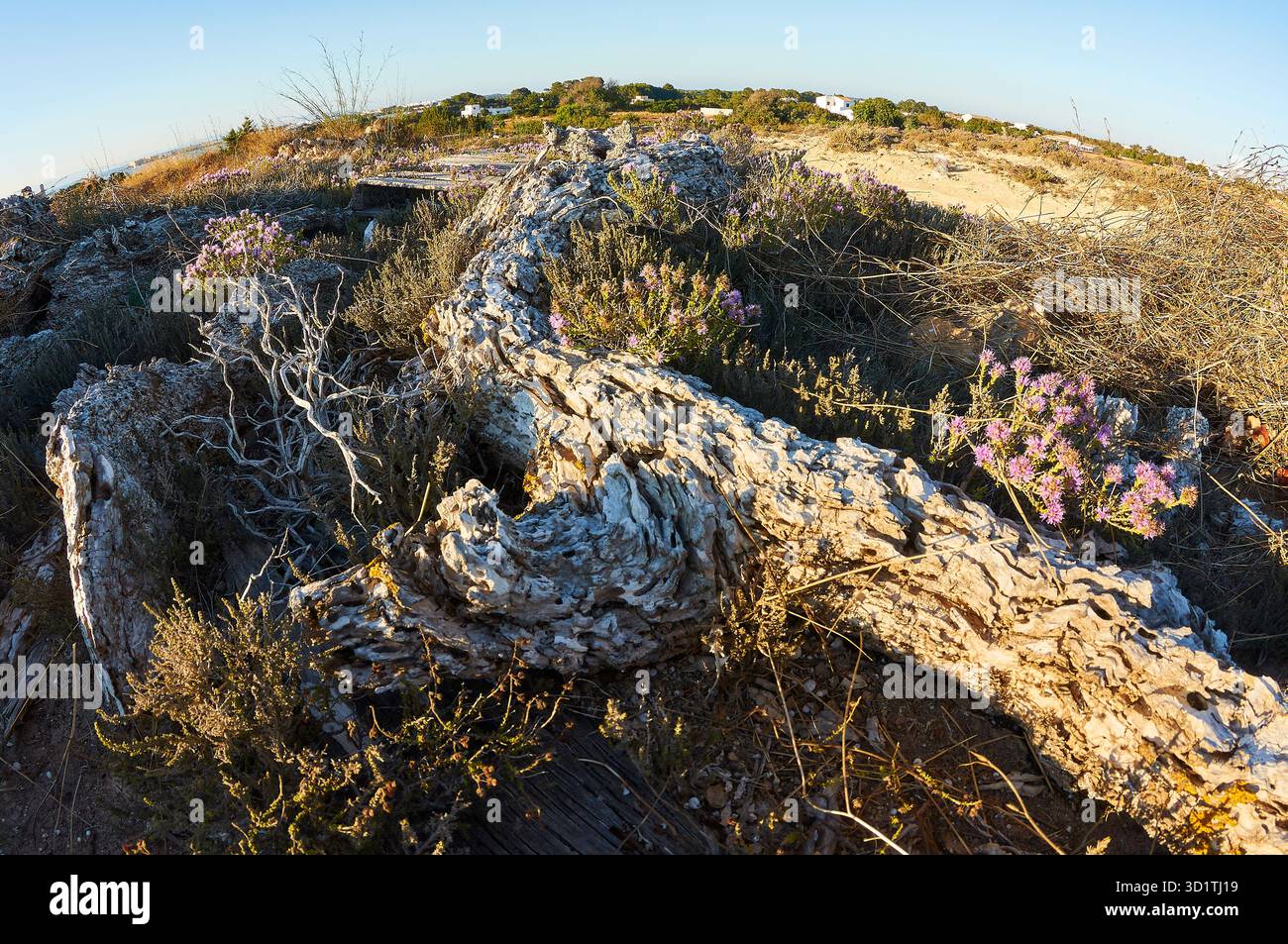 Frigola de sant joan hi-res stock photography and images - Alamy