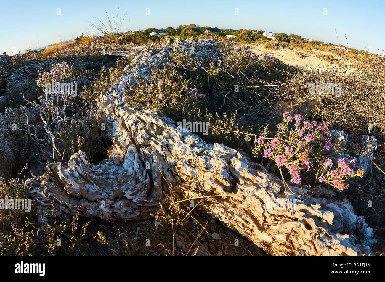 Frigola de sant joan hi-res stock photography and images - Alamy
