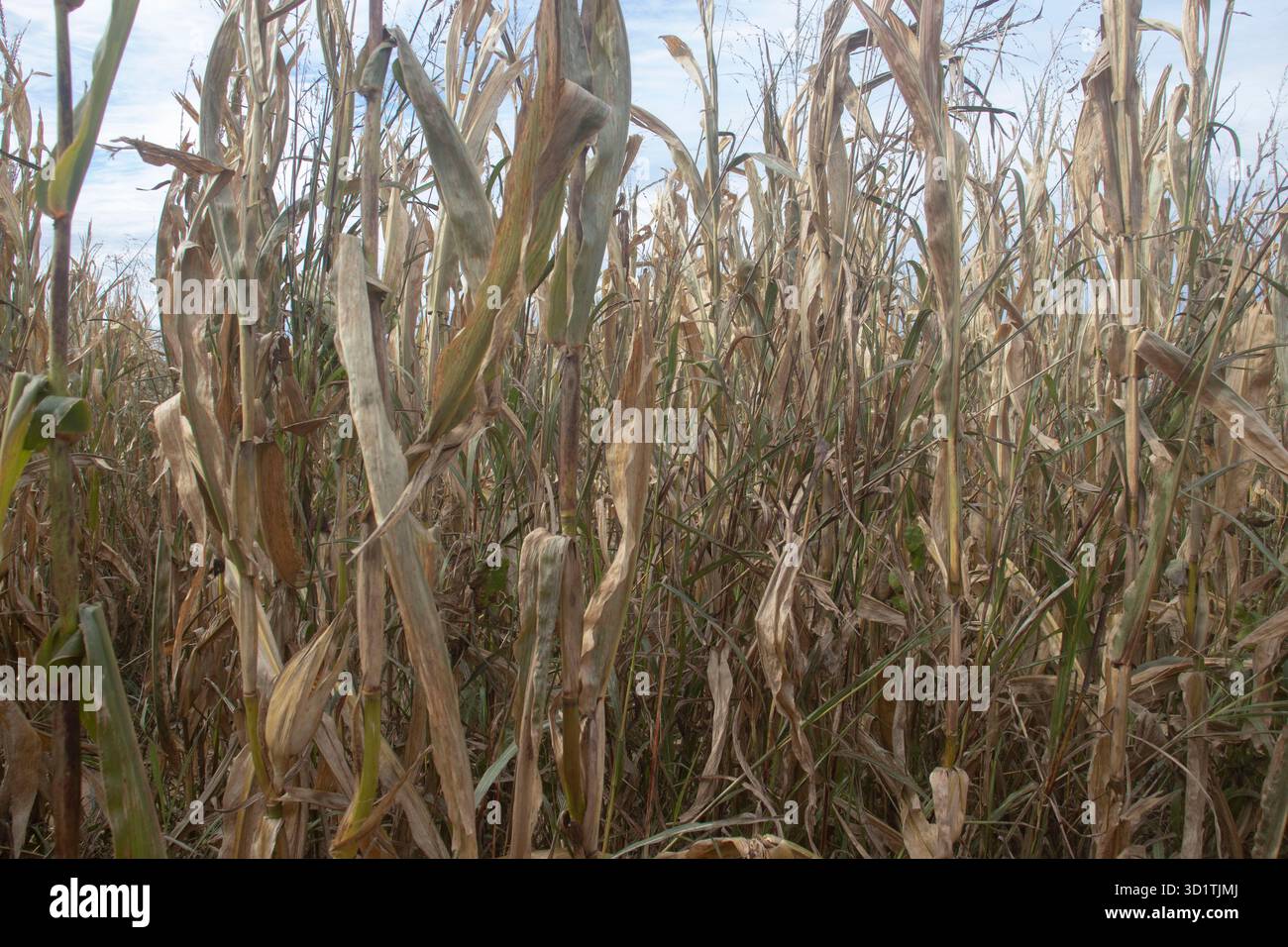 A cornfield at a orchard corn maze with stalks and brown leaves Stock ...