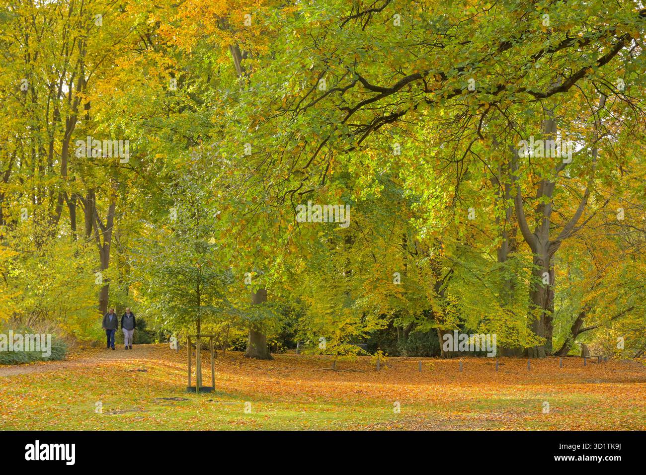 Herbst im Park Großer Tiergarten, Mitte, Berlin, Deutschland *** Autumn ...
