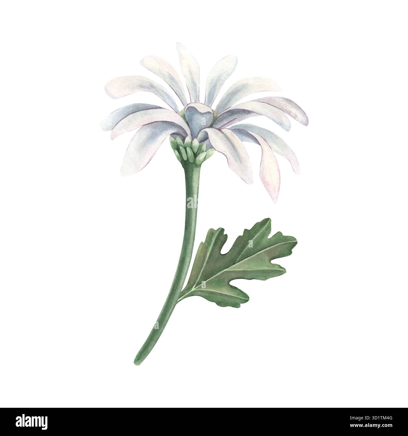 Dahlia like Cut Out Stock Images & Pictures - Alamy