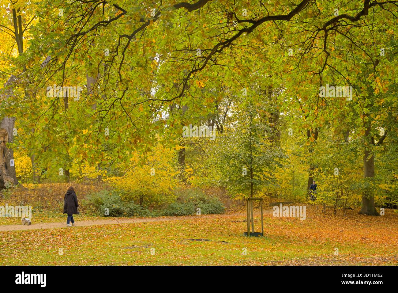 Herbst im Park Großer Tiergarten, Mitte, Berlin, Deutschland *** Autumn ...
