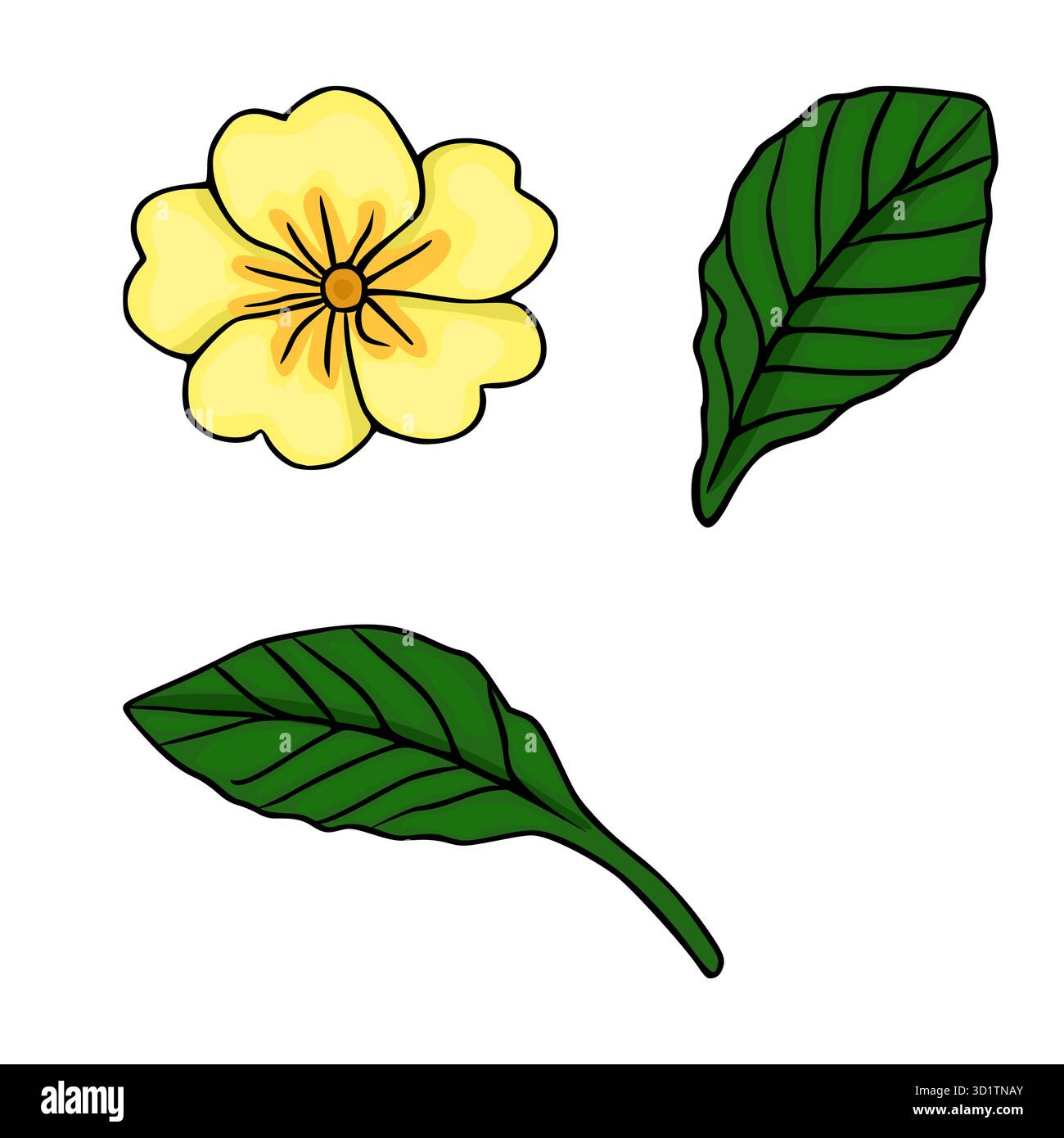 Primrose on a green background Stock Vector Images - Alamy