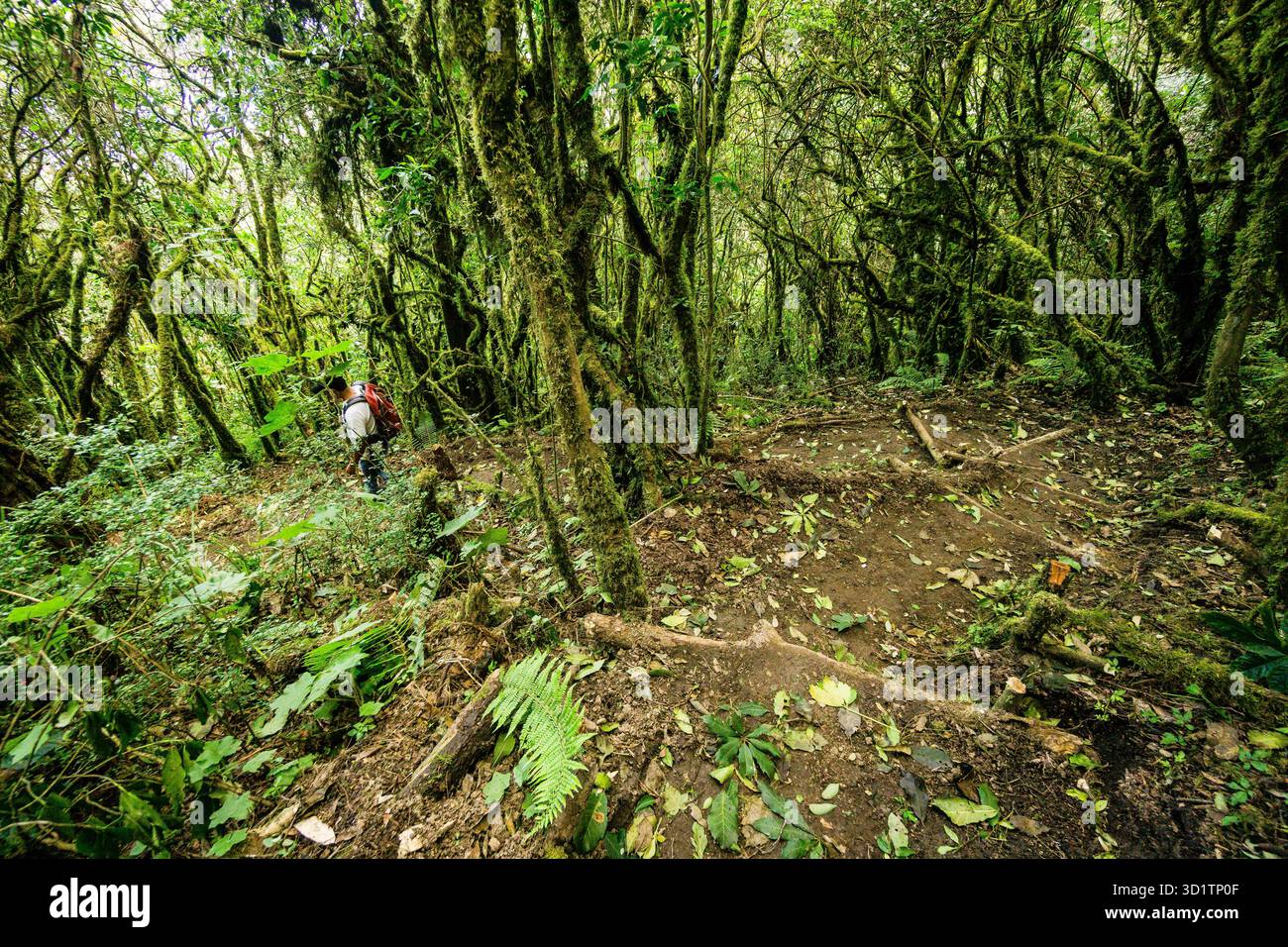 Forest track on slopes hi-res stock photography and images - Alamy
