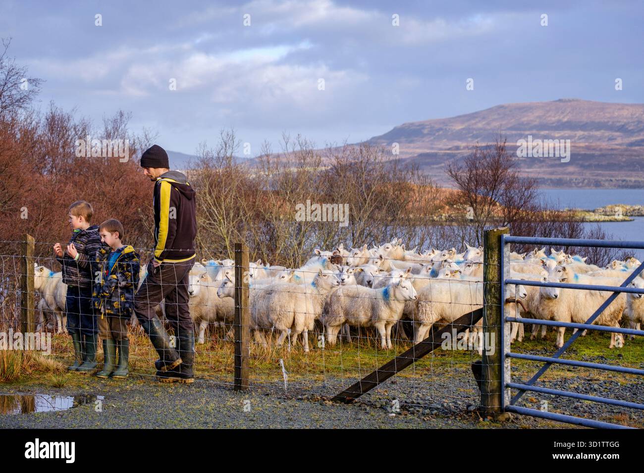 Shepherd and his children with a flock of sheep, Skinidin, Loch ...