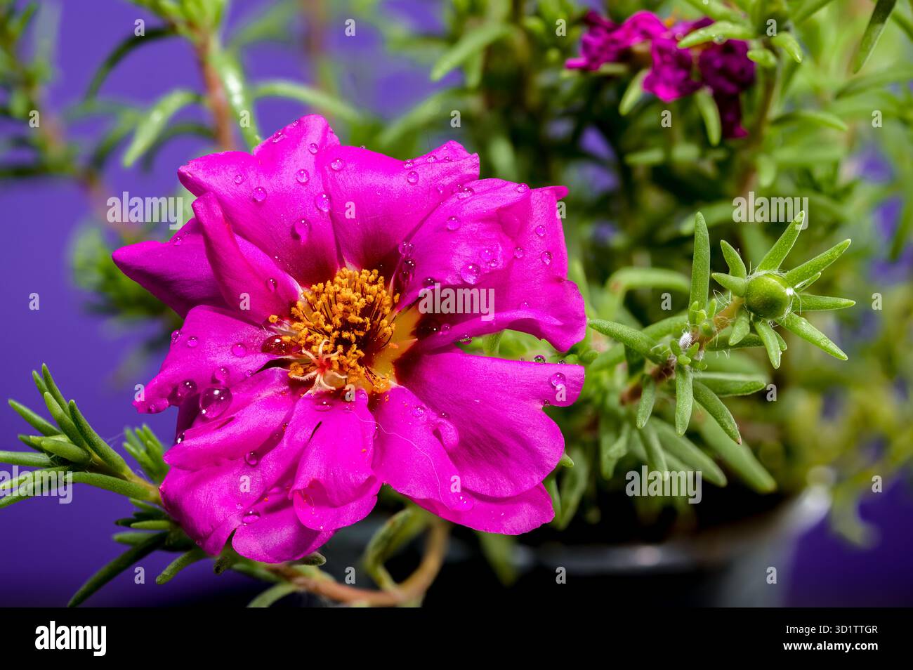 Blooming red Portulaca grandiflora on a purple background Stock Photo ...