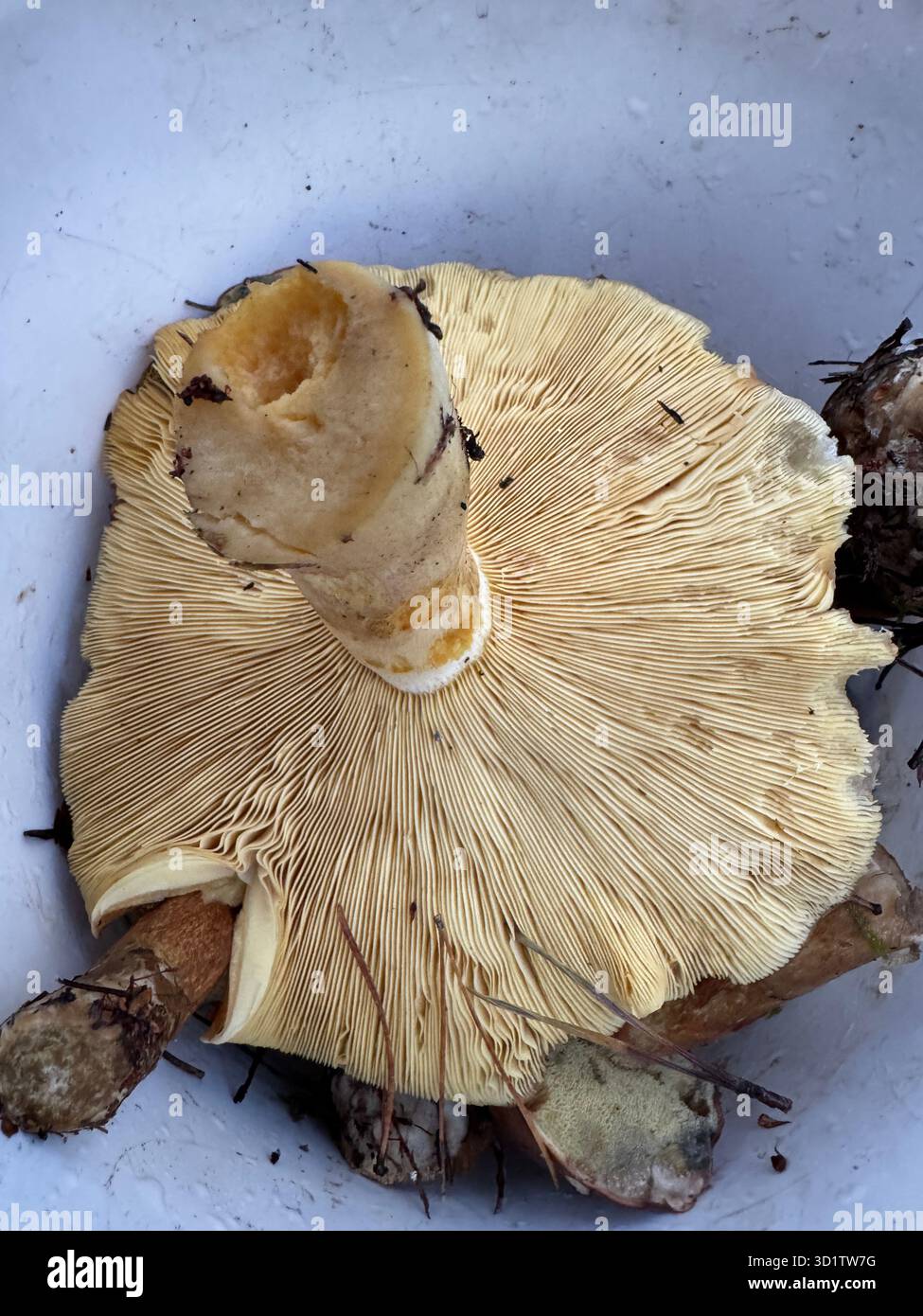 A large Tricholomopsis rutilans. Lying in a bucket with its gill ...