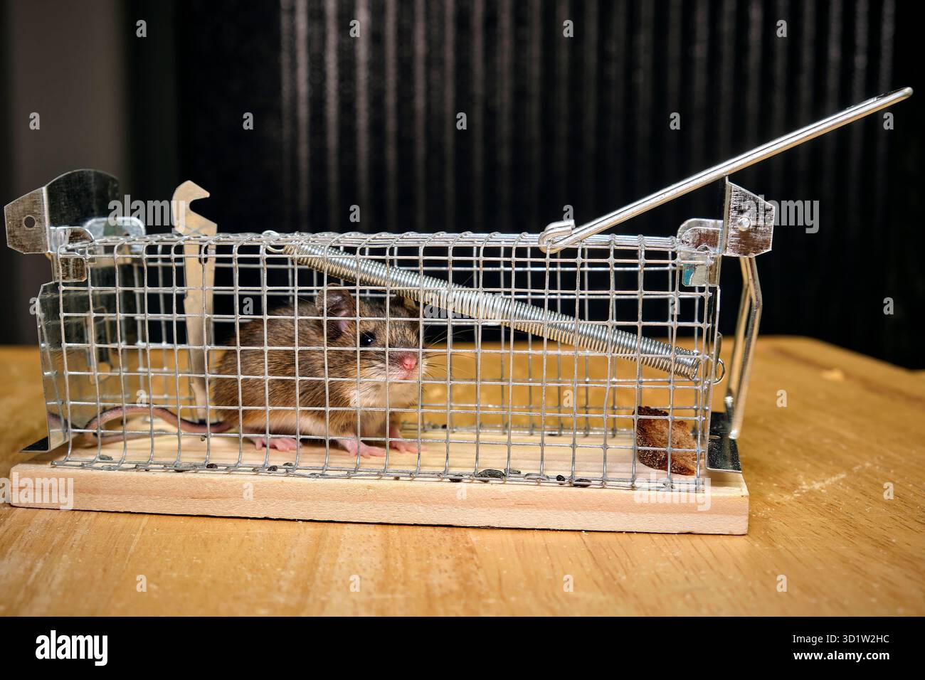 Hausmaus Mus musculus . Hausmaus Mus musculus in einer Lebendfalle ...